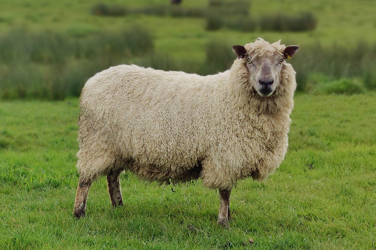 Pedigree & Crossbreeding - Wensleydale Longwool Sheep Breeders' Association
