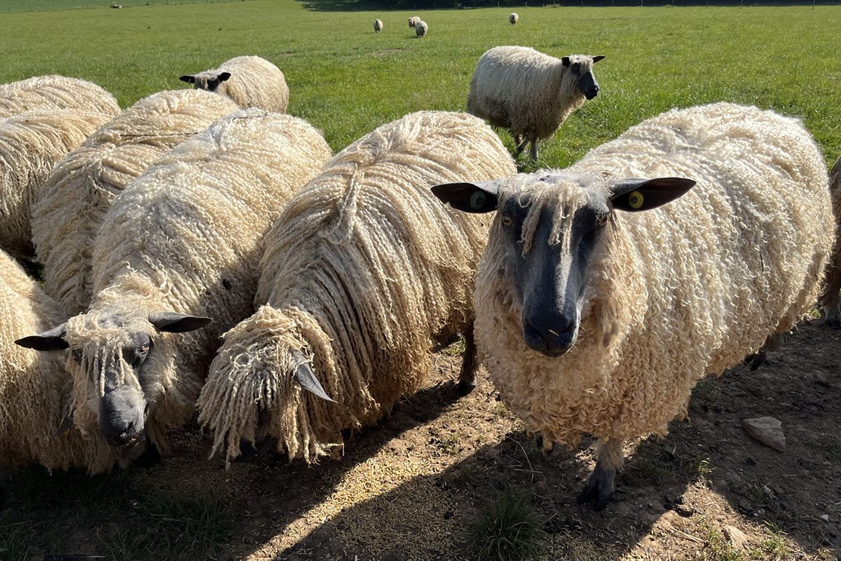 Husbandry - Wensleydale Longwool Sheep Breeders' Association