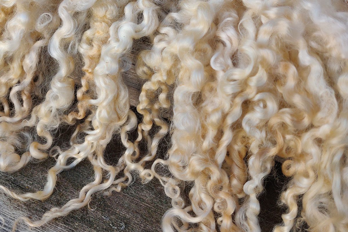 Shearing & Wool Storage - Wensleydale Longwool Sheep Breeders' Association