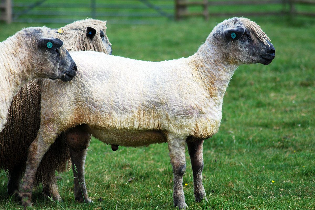 Breed Standard - Wensleydale Longwool Sheep Breeders' Association